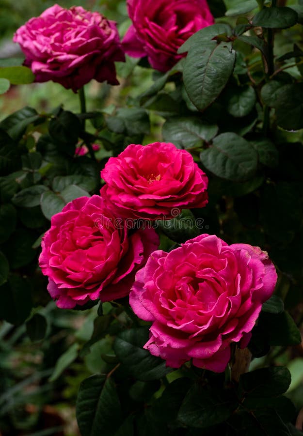 Shape and Colors of Pink Roses that Blooming Stock Photo - Image of ...