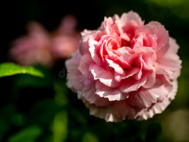 Shape and Colors of Princess Meiko Roses that Blooming Stock Photo ...