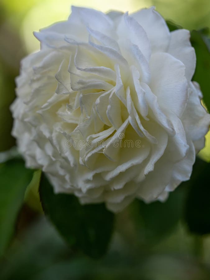 Miyuki Roses Stock Photos - Free & Royalty-Free Stock Photos from ...