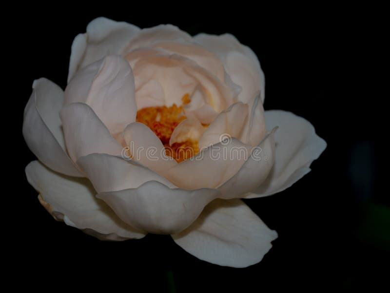 Shape and Colors of Roses that Bloom in the Garden Stock Image - Image ...