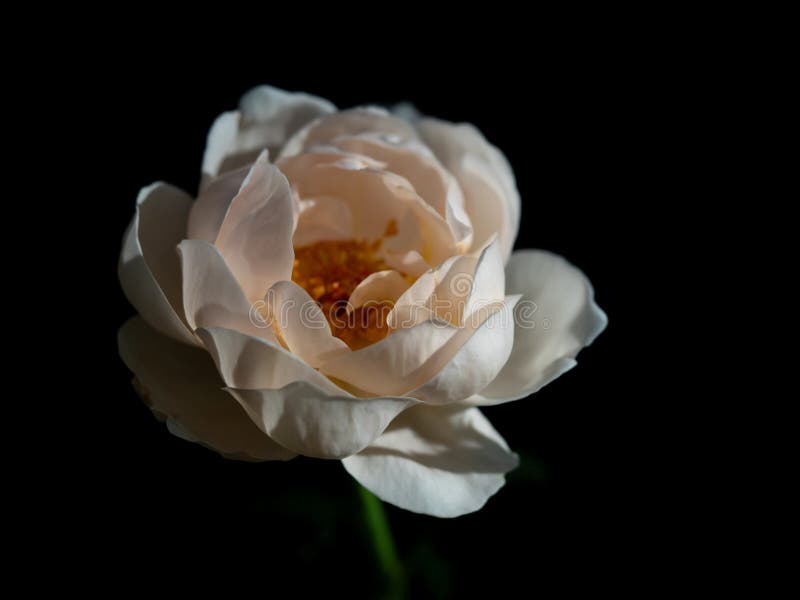 Shape and Colors of Roses that Bloom in the Garden Stock Photo - Image ...