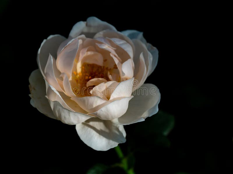 Shape and Colors of Roses that Bloom in the Garden Stock Photo - Image ...