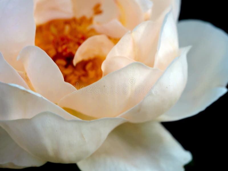 Shape and Colors of Roses that Bloom in the Garden Stock Photo - Image ...