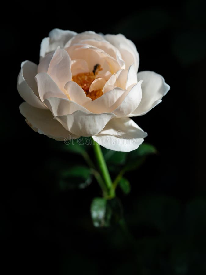 Shape and Colors of Roses that Bloom in the Garden Stock Image - Image ...