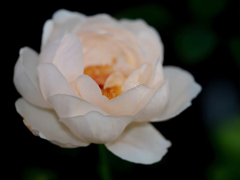 Shape and Colors of Roses that Bloom in the Garden Stock Image - Image ...