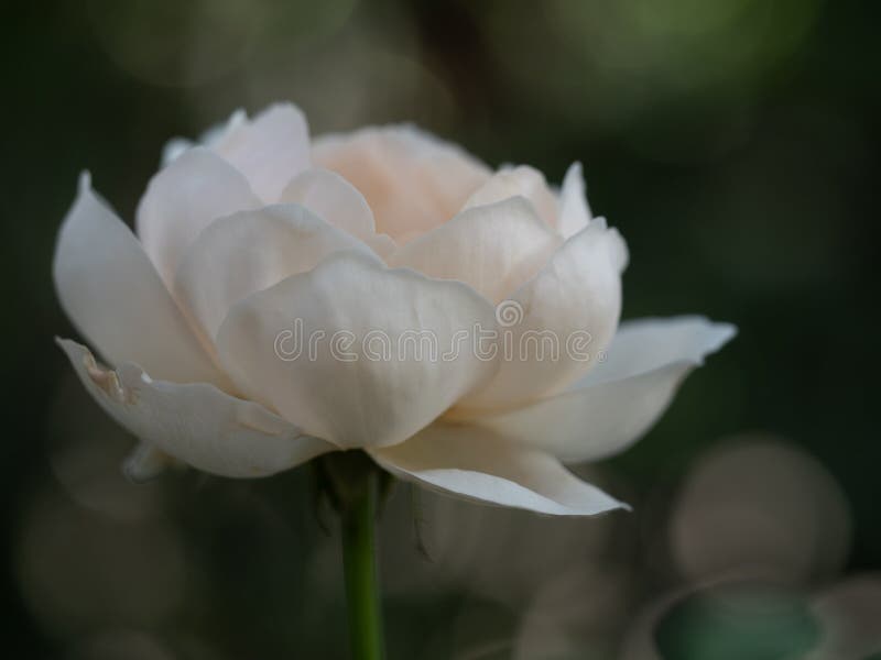 Shape and Colors of Roses that Bloom in the Garden Stock Image - Image ...