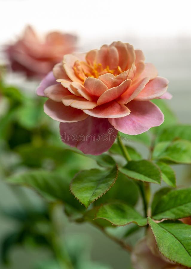 Shape and Colors of Roses that Bloom in the Garden Stock Photo - Image ...