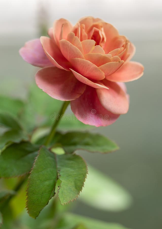 Shape and Colors of Roses that Bloom in the Garden Stock Image - Image ...