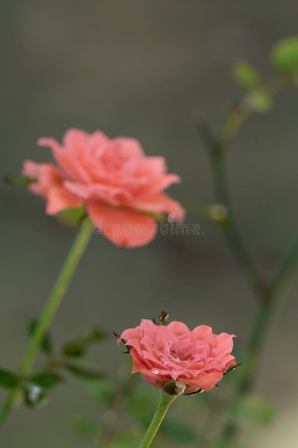 Shape and Colors of Roses that Bloom in the Garden Stock Image - Image ...