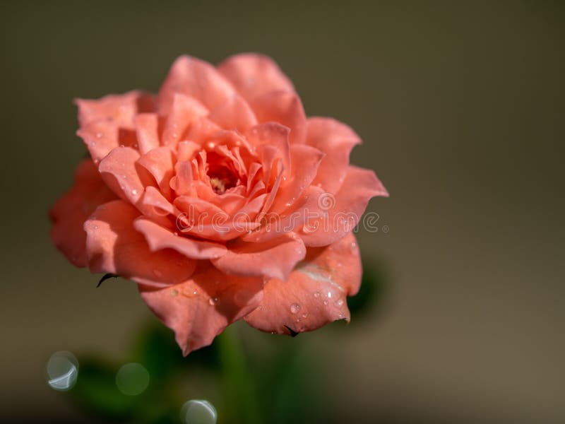 Shape and Colors of Roses that Bloom in the Garden Stock Image - Image ...