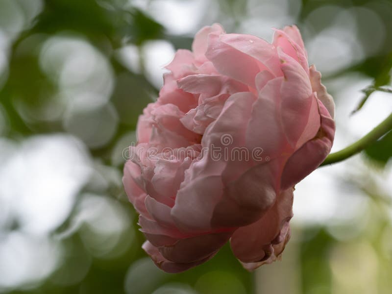 Shape and Colors of Roses that Bloom in the Garden Stock Photo - Image ...