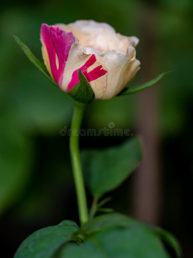 Shape and Colors of Roses that Bloom in Tropical Climates Stock Image ...