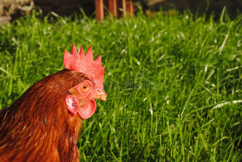 The chickens head stock image. Image of bird, chicken - 258072943