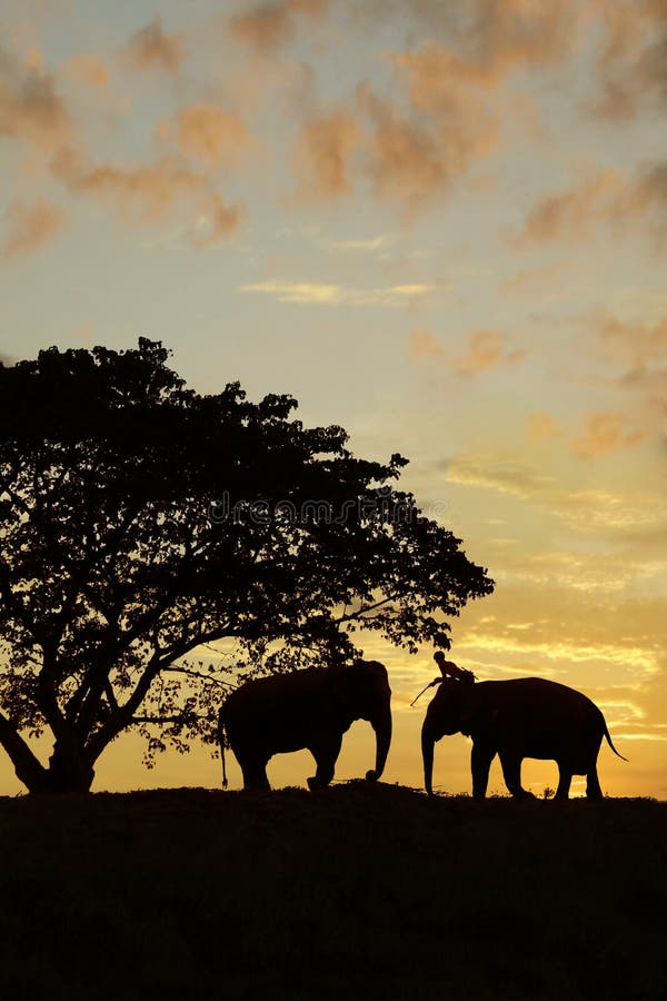Shape of Elephant Under a Tree in the Savannah Stock Photo - Image of ...