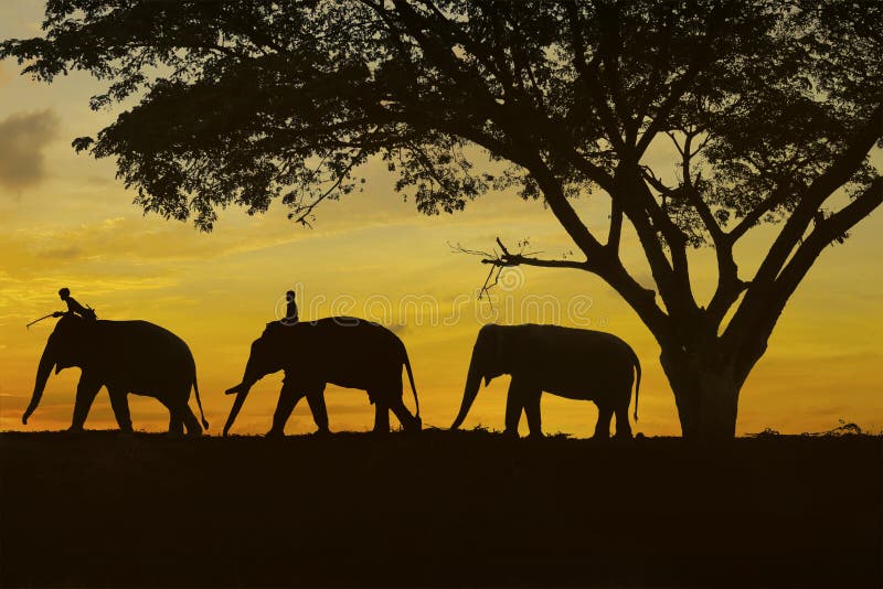 Shape of Elephant Under a Tree in the Savannah Stock Image - Image of ...