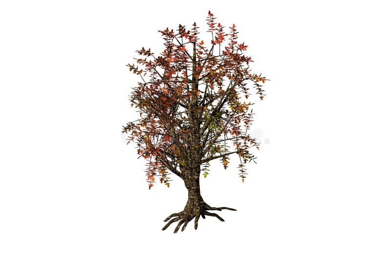 Shape Elm Tree White Background 3d Rendering Stock Illustration ...
