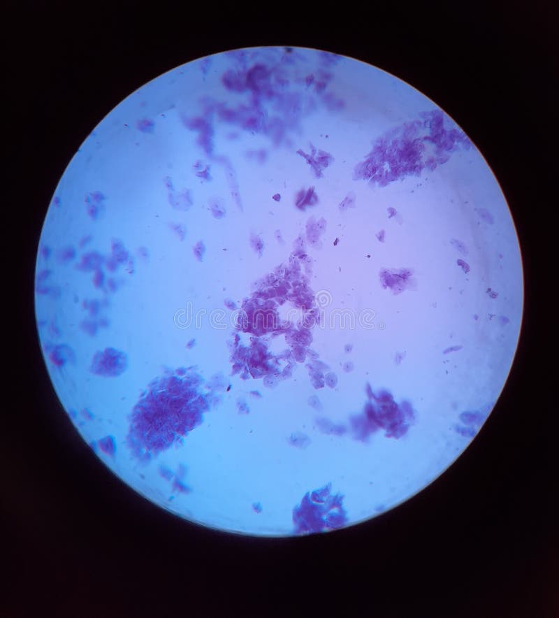 The Shape of Epithelial Cells Using a Light Microscope Stock Photo ...