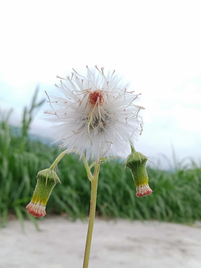 Really the Shape of this Flower Resembles a Human Stock Image - Image ...
