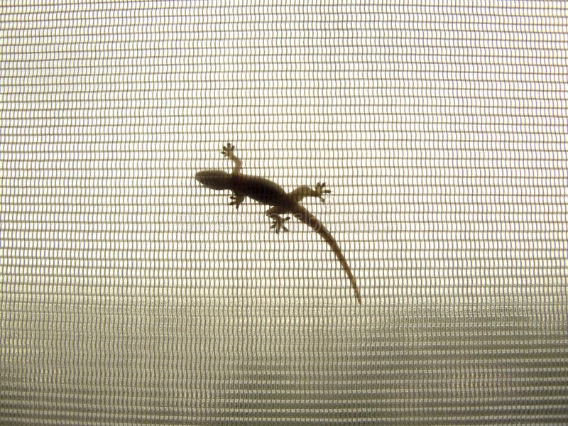 Zerenz - Photographer profile