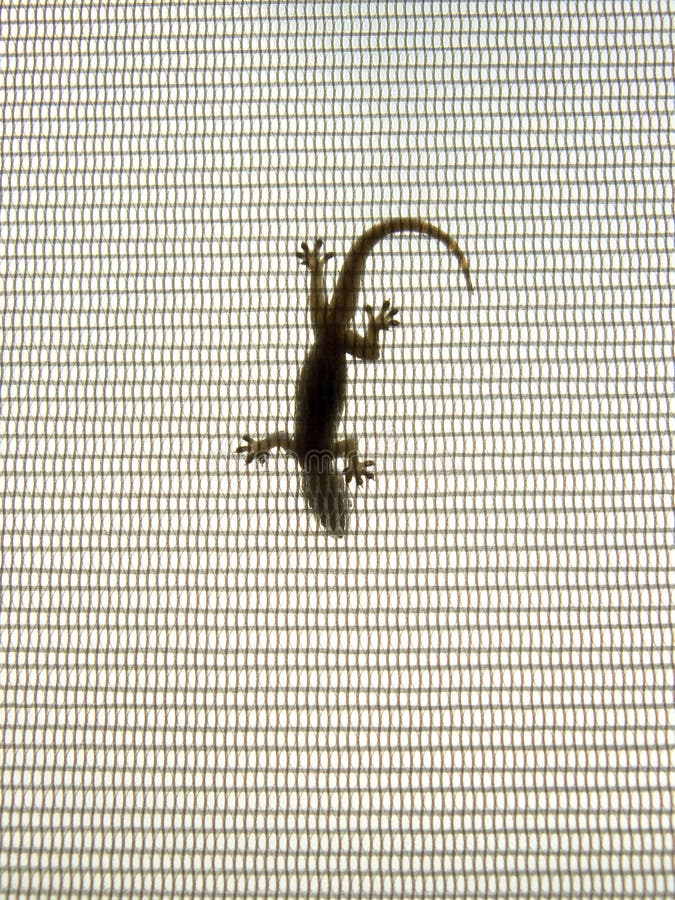 Gecko`s shape stock photo. Image of browser, puppy, suction - 85276850