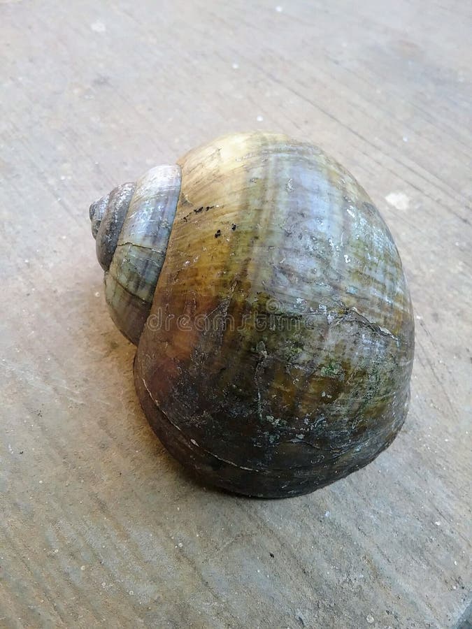 The Shape of the Golden Snail Shell is Slightly Round with a Short ...