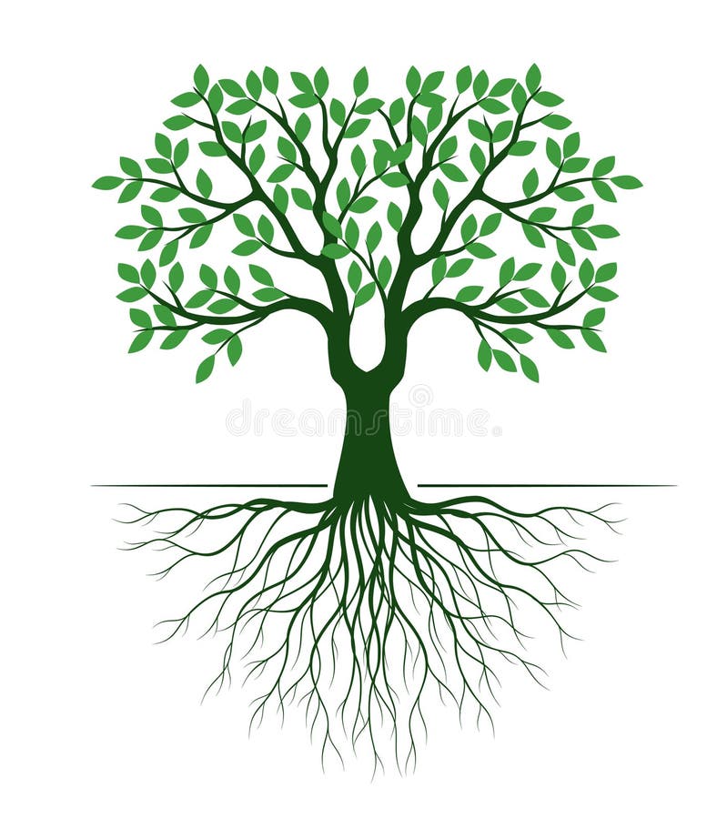 Shape of Green Tree with Leaves and Roots. Vector Outline Illustration ... Shape of Green Tree with Leaves and Roots. Vector Outline Illustration ...