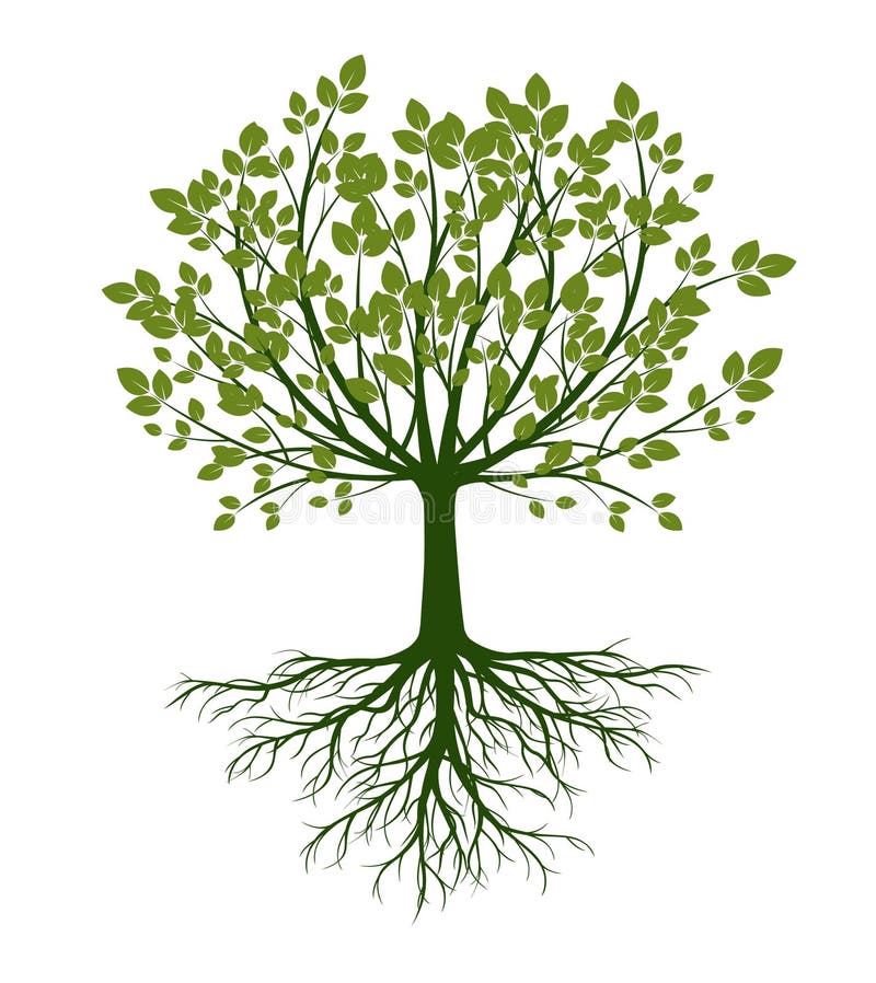 Shape of Green Tree with Leaves and Roots. Vector Outline Illustration ...