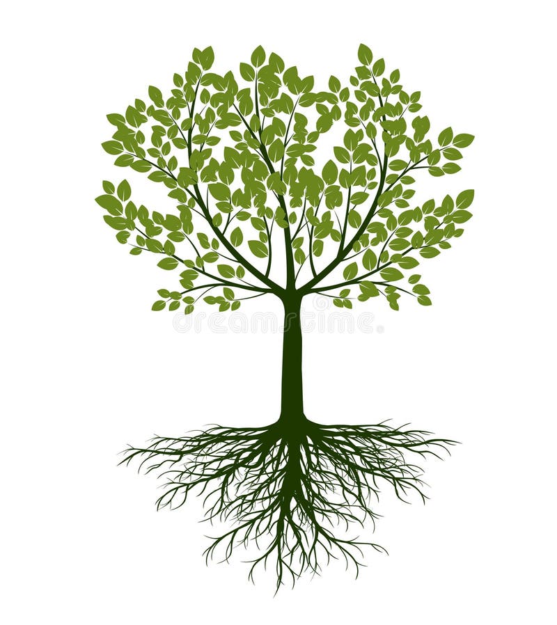 Shape of Green Tree with Leaves and Roots. Vector Outline Illustration ...