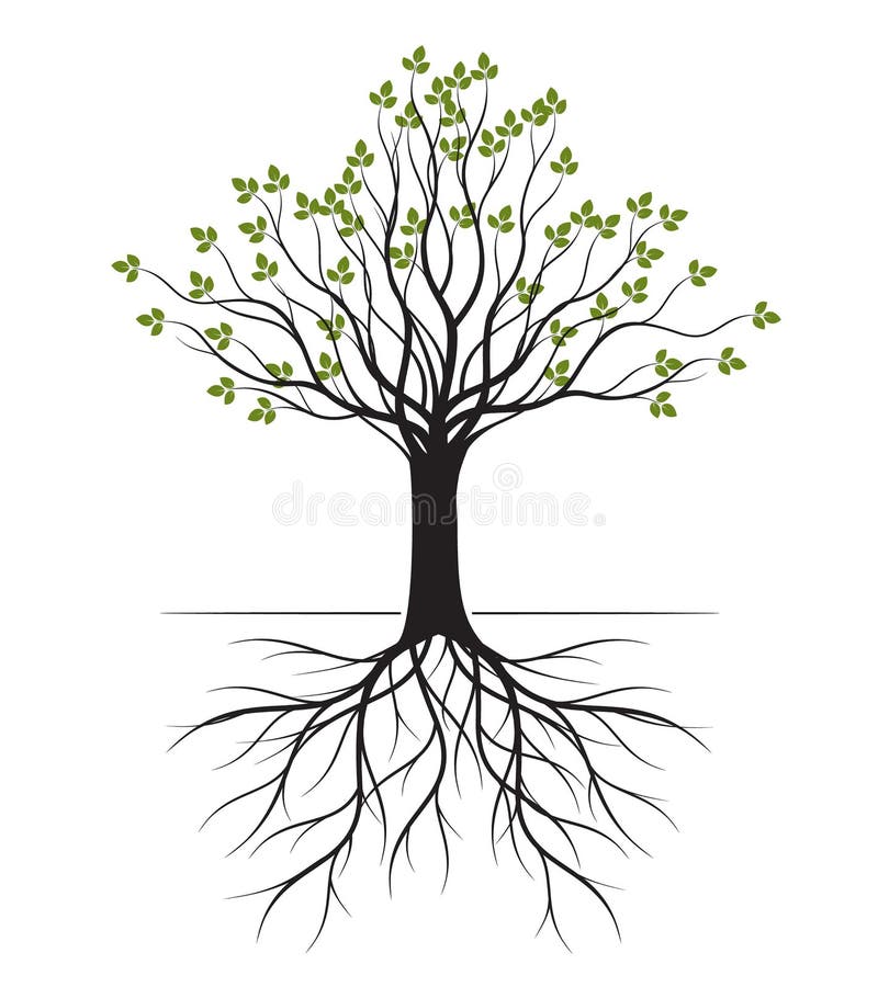 Shape of Green Tree with Leaves and Roots. Vector Outline Illustration ...