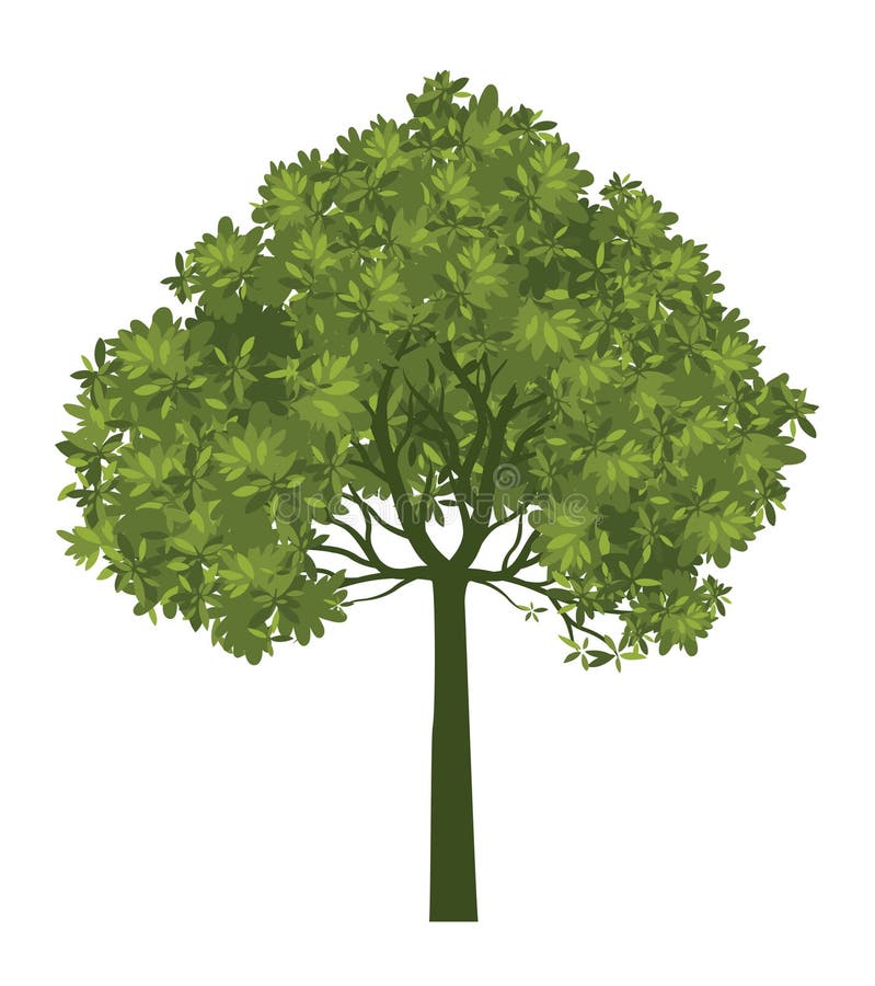 Shape of Green Tree with Leaves. Vector Outline Illustration Stock ... Shape of Green Tree with Leaves. Vector Outline Illustration Stock ...