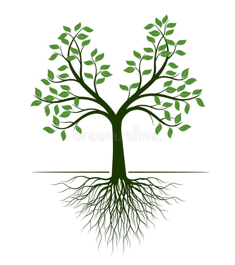Shape of Green Tree with Roots. Vector Outline Illustration Stock ...
