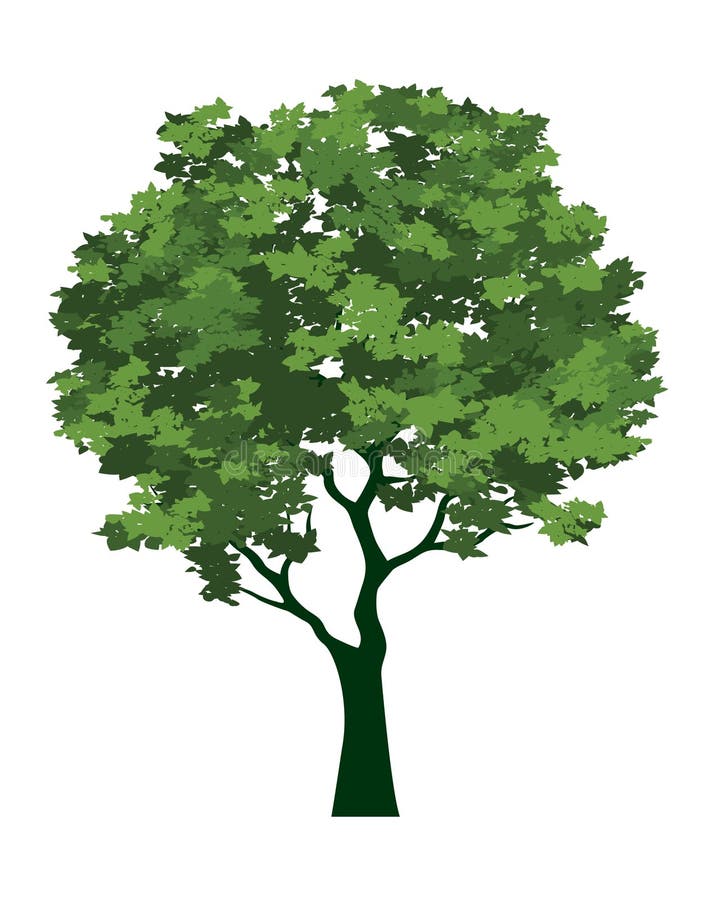 Shape of Green Tree with Roots. Vector Outline Illustration Stock ... Shape of Green Tree with Roots. Vector Outline Illustration Stock ...