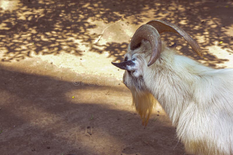 The Shape of the Hard Horns of Male Goats Fights Heads Stock Photo ...