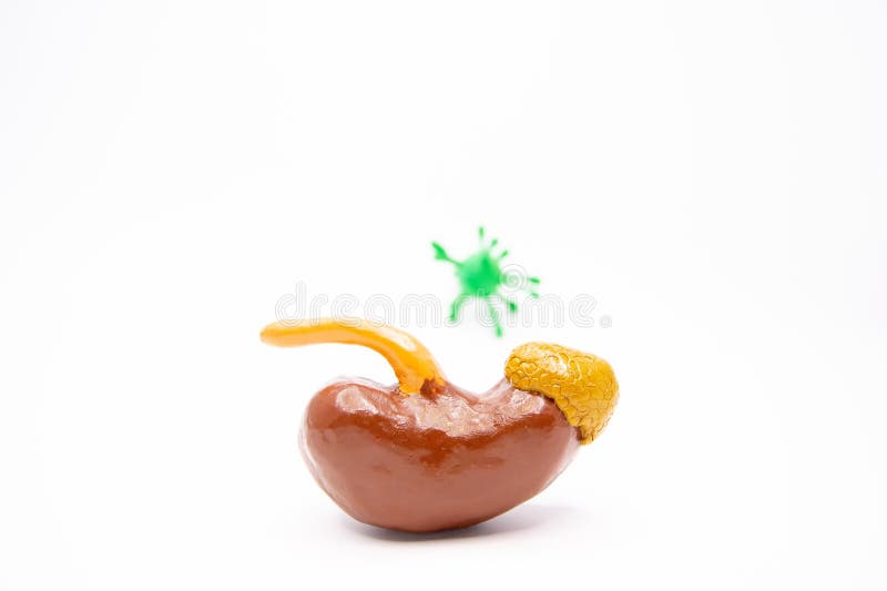 Shape of Kidney is in Foreground, and Background is Blurred Figure of ...