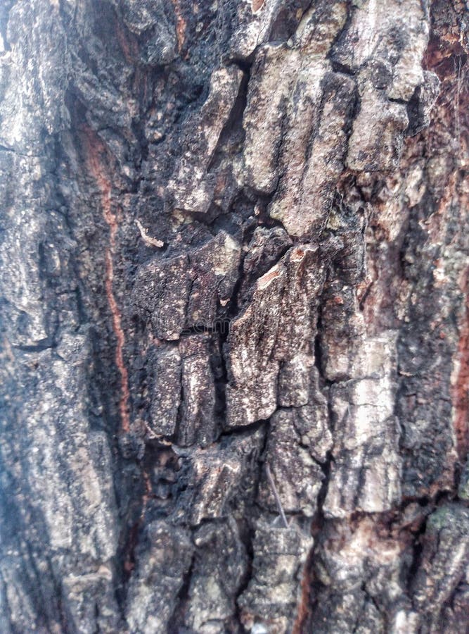 The Shape of a Large Tree Bark with a Rough Texture is Pale Brown and ...