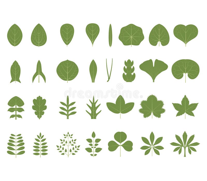 Types of Leaves Form Isolated Illustration Stock Illustration ...