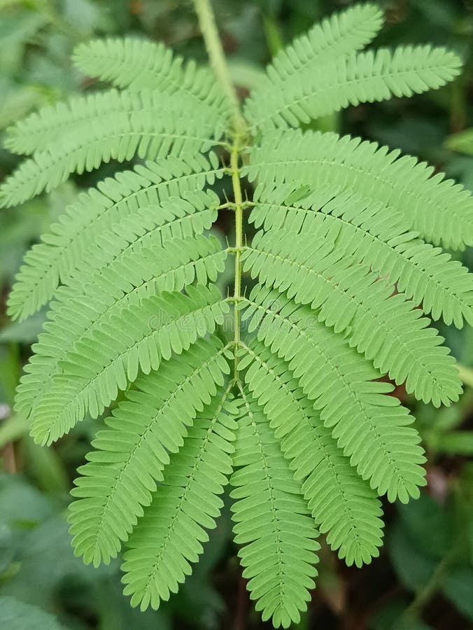 Shape of the Leaves in the Shy Daughter Plant Stock Photo - Image of ...