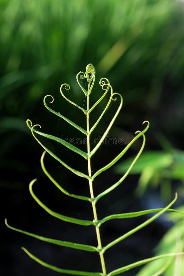 Shape of nature stock photo. Image of produce, flower - 196048316