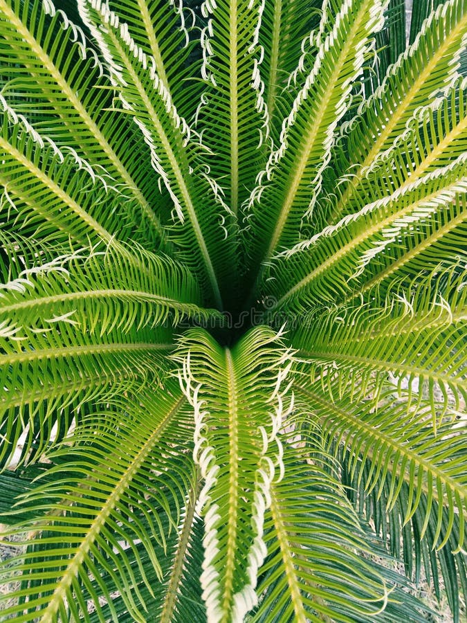 The Shape of an Ornamental Plant Whose Leaves are Green, Beautiful ...