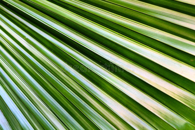Shape of palm leaf texture stock photo. Image of green - 91840858