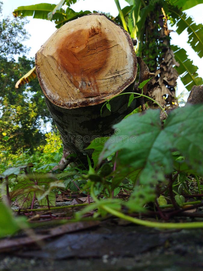 3,477 Rambutan Tree Photos - Free & Royalty-Free Stock Photos from ...