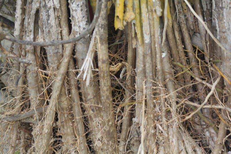 The Shape and Pattern of Mangrove Roots that Grow on One of the Shores ...