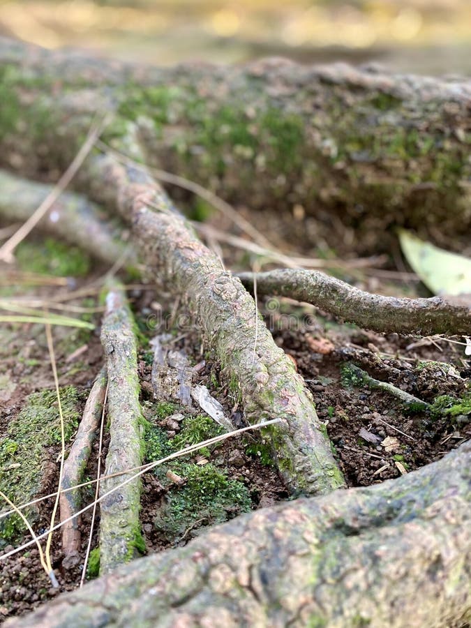 Shape of pine tree roots stock image. Image of root - 334414263