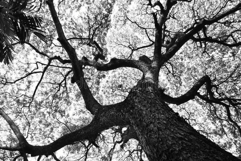 Shape of Samanea Saman Trees and Pattern of Branch in Black and White ...