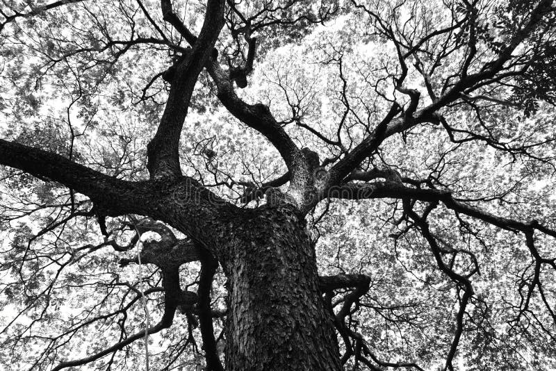 Shape of Samanea Saman Trees and Pattern of Branch in Black and White ...