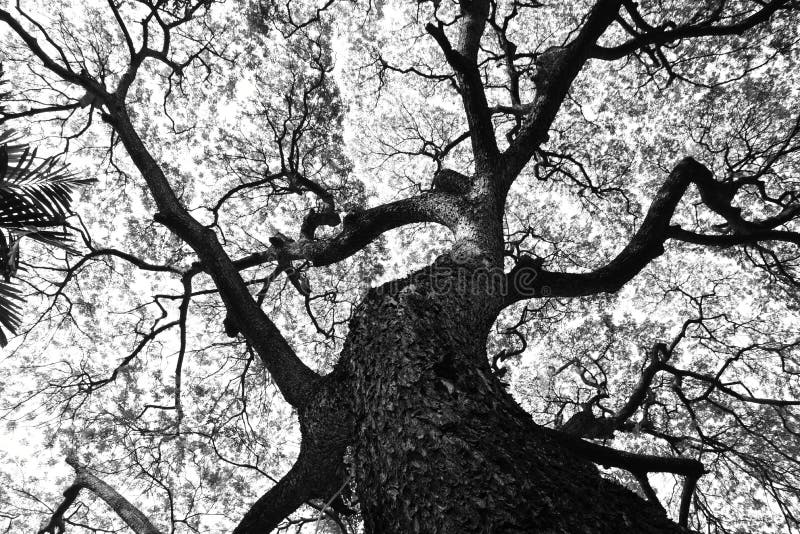 Shape of Samanea Saman Trees and Pattern of Branch in Black and White ...