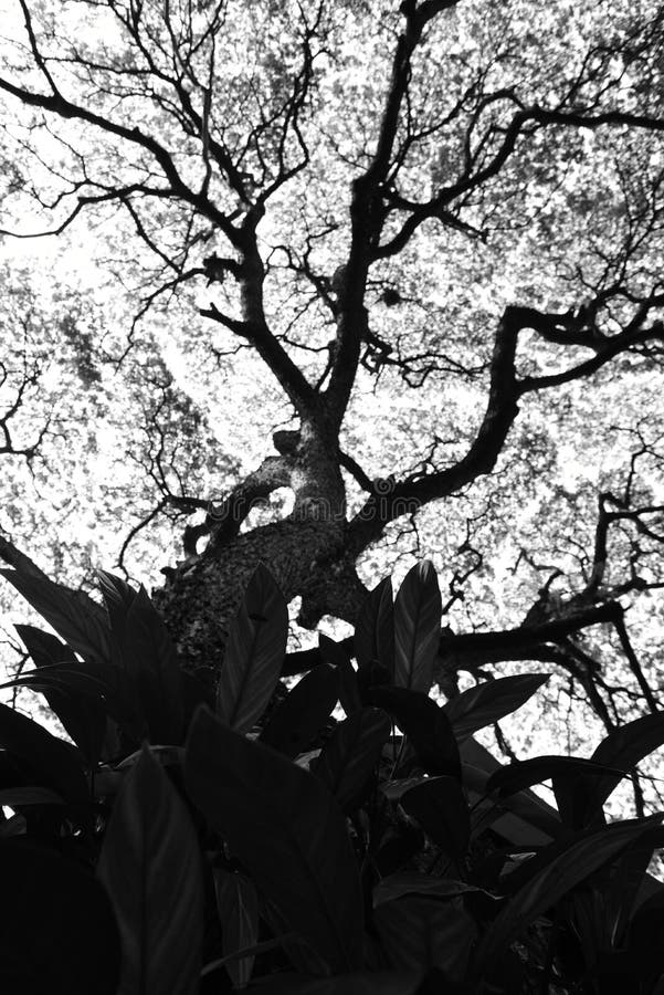 Shape of Samanea Saman Trees and Pattern of Branch in Black and White ...