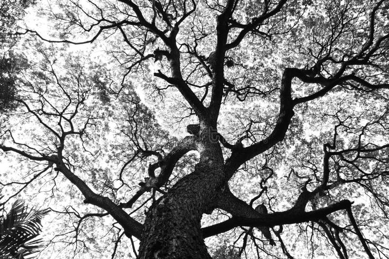 Shape of Samanea Saman Trees and Pattern of Branch in Black and White ...