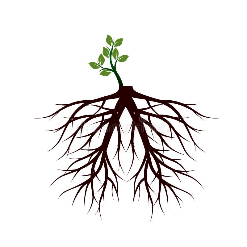 Big Tree Drawing With Roots