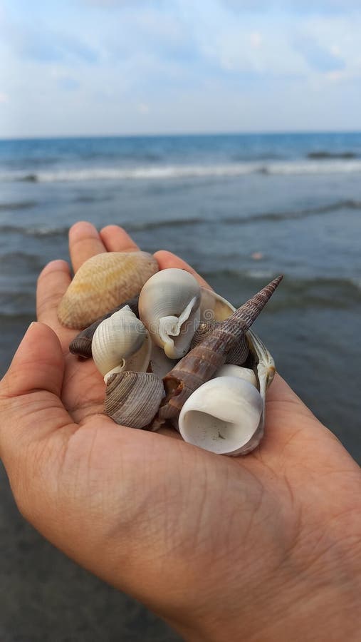 Shape of Many Snail& X27;s Shell in the Beach Stock Photo - Image of ...